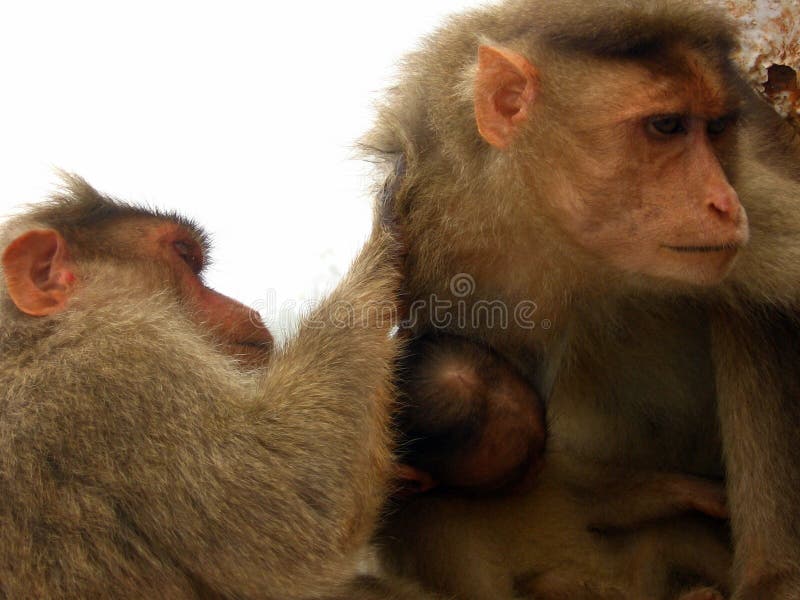 Scratch my back stock image. Image of cute, help, exploring - 1412373