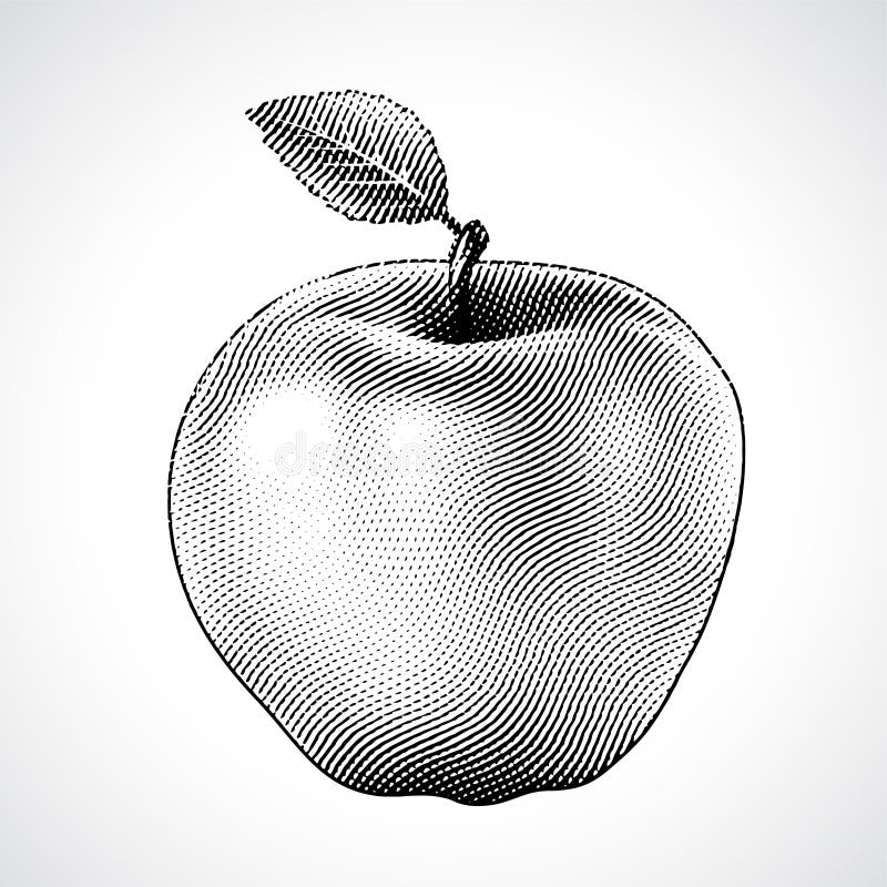 Scratchboard Engraved Apple Stock Vector - Illustration of fruit ...