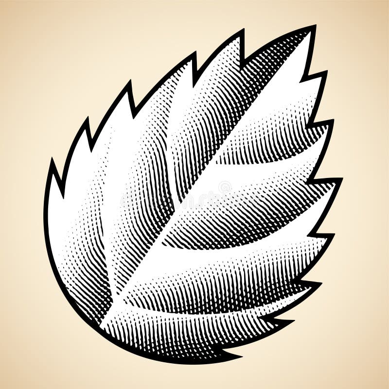 Scratchboard Engraved Curled Paper Banner with White Fill Stock Vector ...