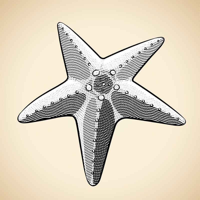 Scratchboard Engraved Starfish with White Fill Stock Vector ...