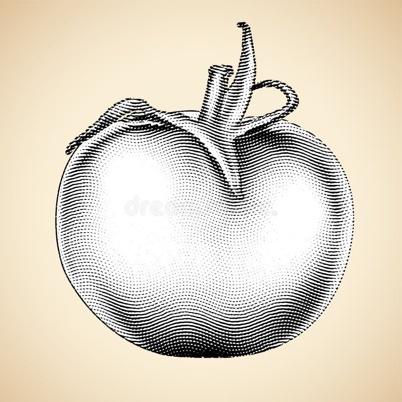 Scratchboard Engraved Tomato with White Fill Stock Vector ...