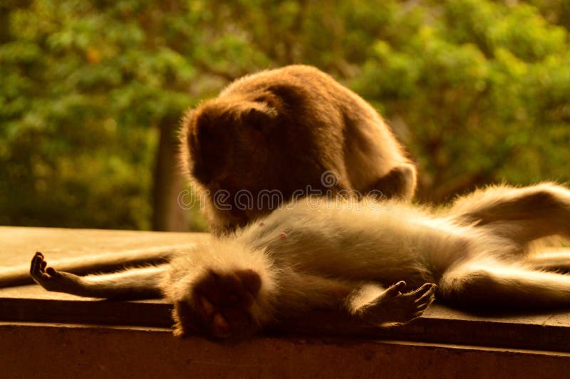 Scratched Monkey in Indonesia Lying Down Stock Photo - Image of resting ...