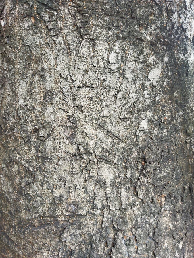 Scratched Old Tree Bark Texture or Background Stock Photo - Image of ...