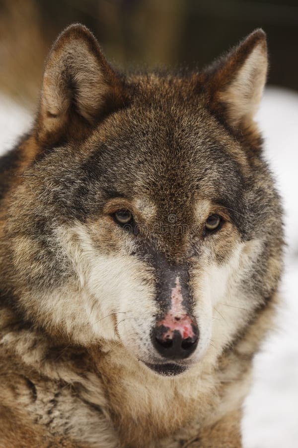 With a scratched snout stock image. Image of horizontal - 260657003