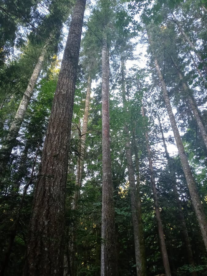 Scratched Tall Trees Stock Photos - Free & Royalty-Free Stock Photos ...