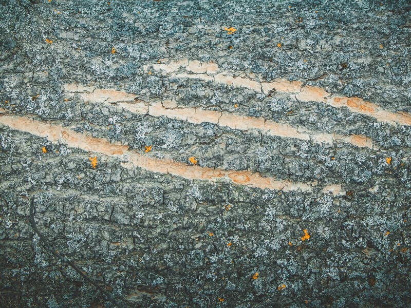 Scratches on the Tree. Cora. the Tree Structure. Stock Image - Image of ...