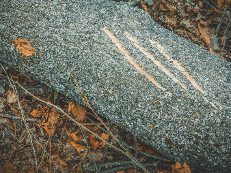 Scratches on the Tree. Cora. the Tree Structure. Stock Photo - Image of ...