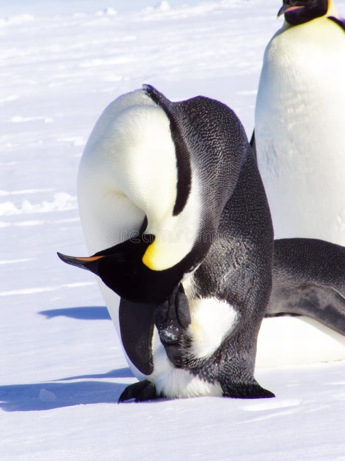 Scratching stock image. Image of scratching, emperor, itching - 315997