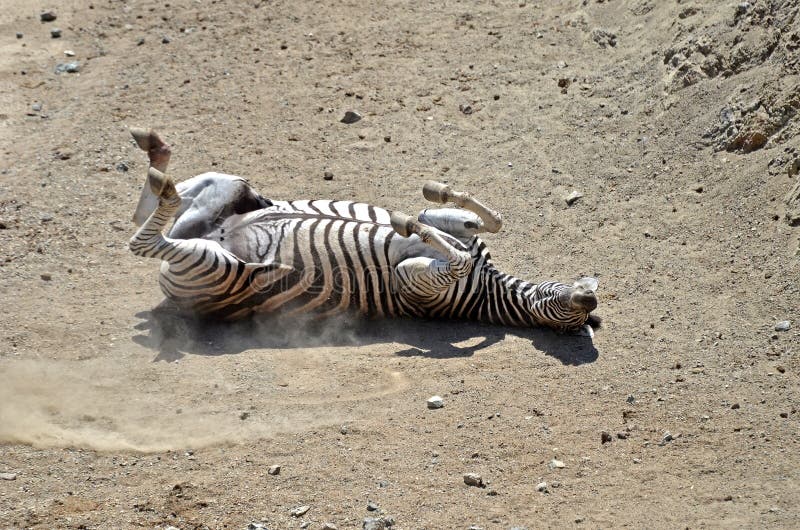 Scratching the back stock photo. Image of scratch, itch - 31882472