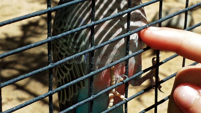 657 Scratching Birds Stock Photos - Free & Royalty-Free Stock Photos ...