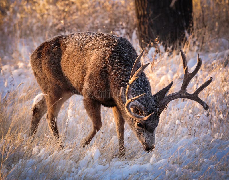 5,880 Deer Frozen Stock Photos - Free & Royalty-Free Stock Photos from ...