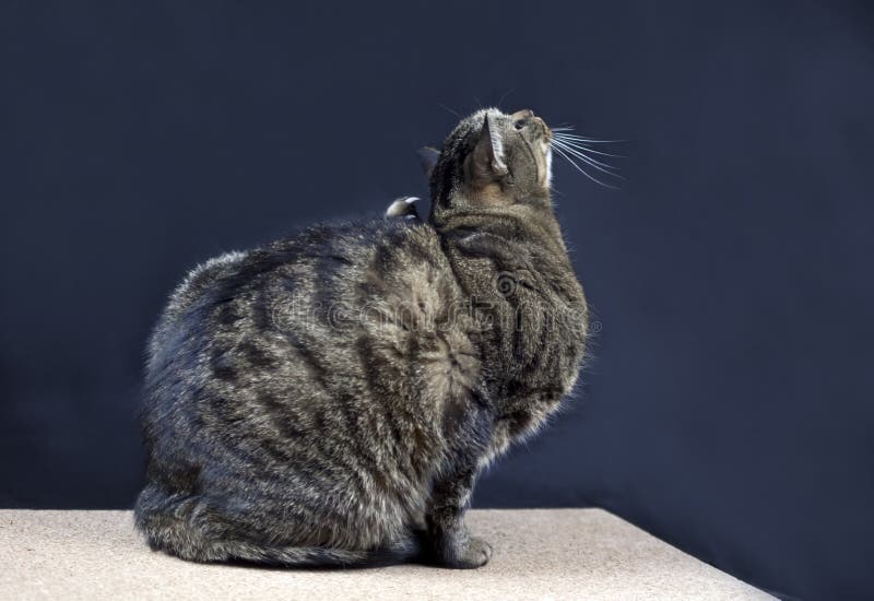 Tiger Scratching a Pole while Standing on Its Hind Legs. Tiger Standing ...