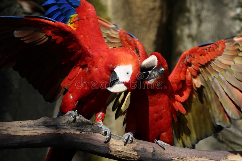 Scratching the head stock photo. Image of parrot, cute - 14374602