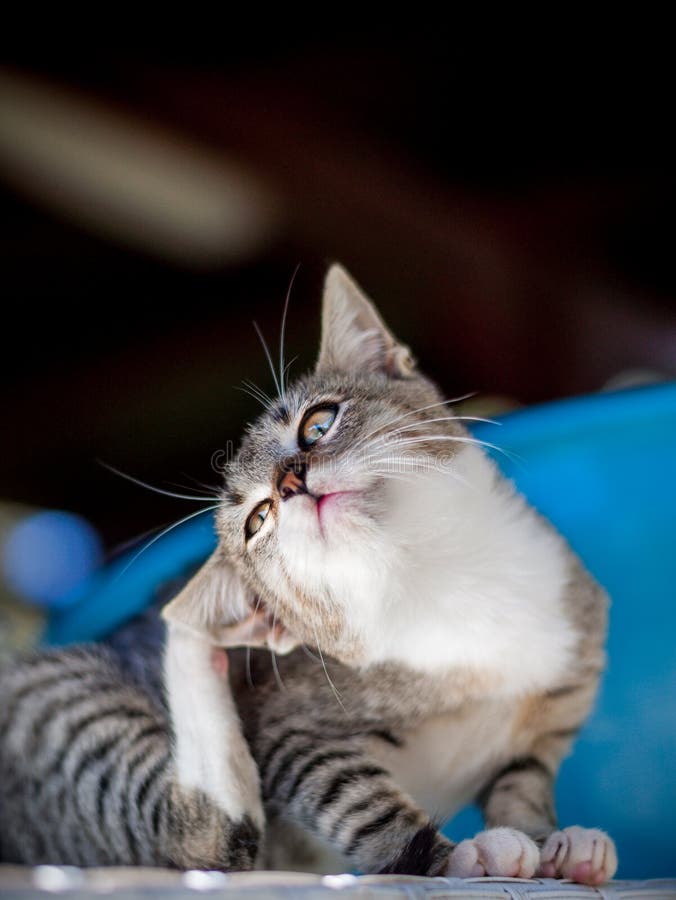 Kitten Scratching Neck. Summer Garden. Stock Photo - Image of neck ...