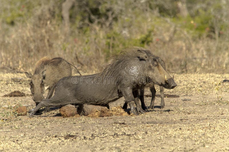 Scratching stock photo. Image of mammal, watrhog, warthog - 49668438