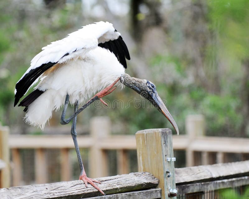 1,599 Scratching Bird Stock Photos - Free & Royalty-Free Stock Photos ...