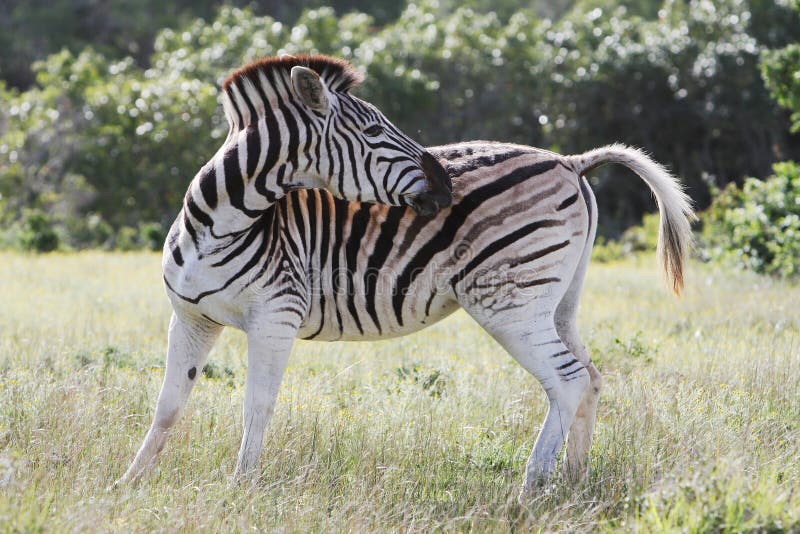 Zebra cleaning herself stock image. Image of angels - 131169797