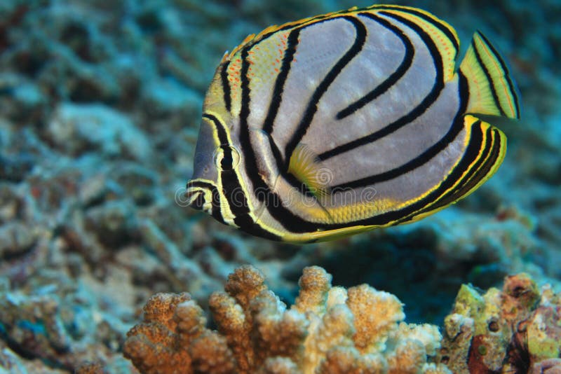 Scrawled butterflyfish stock image. Image of beauty, butterflyfish ...