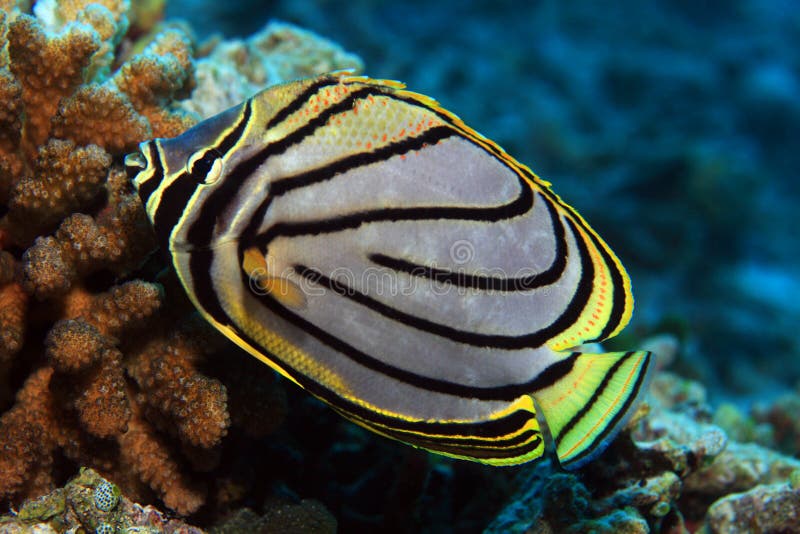 Scrawled butterflyfish stock image. Image of chaetodon - 55333323
