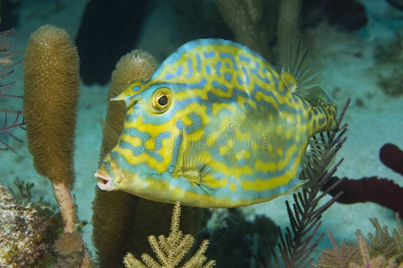 Scrawled cowfish stock image. Image of fins, horns, conservation - 4930779