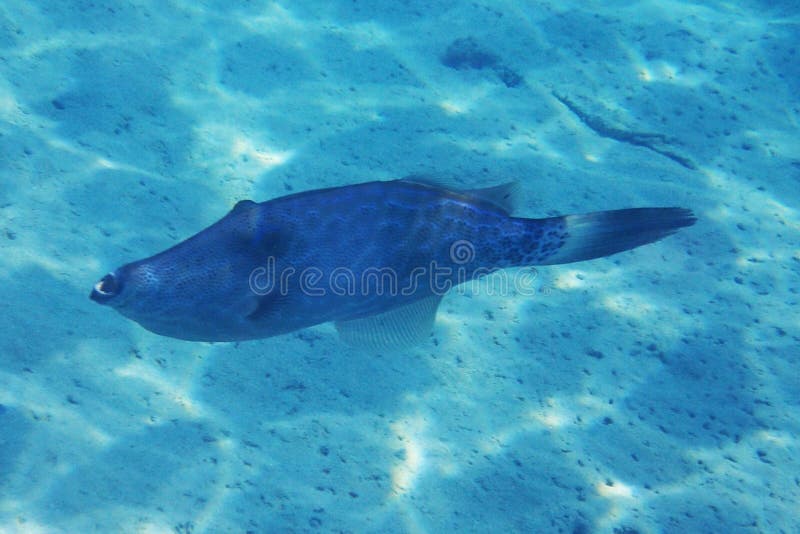 Scrawled Filefish Aluterus Scriptus Fish Stock Photo - Image of ...