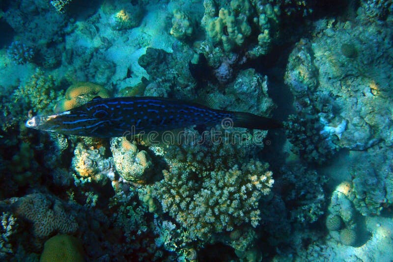 Scrawled Filefish (Aluterus Scriptus) Fish Stock Photo - Image of water ...