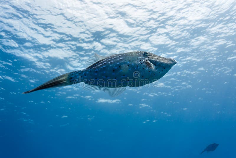 621 Filefish Stock Photos - Free & Royalty-Free Stock Photos from ...