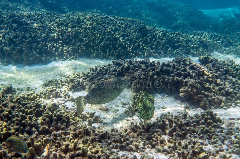 Scrawled filefish stock image. Image of snorkeling, beautiful - 90336589