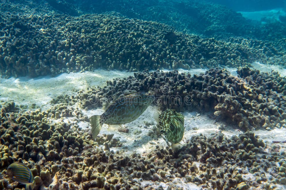 Scrawled filefish stock image. Image of snorkeling, beautiful - 90336589