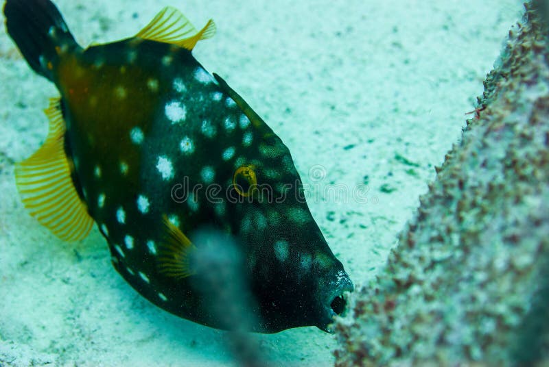 Scrawled Filefish or Broomtail Filefish or Scribbled Leatherjacket a ...