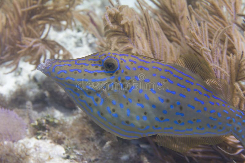 Scrawled Filefish on Coral Reef Stock Photo - Image of biodiversity ...