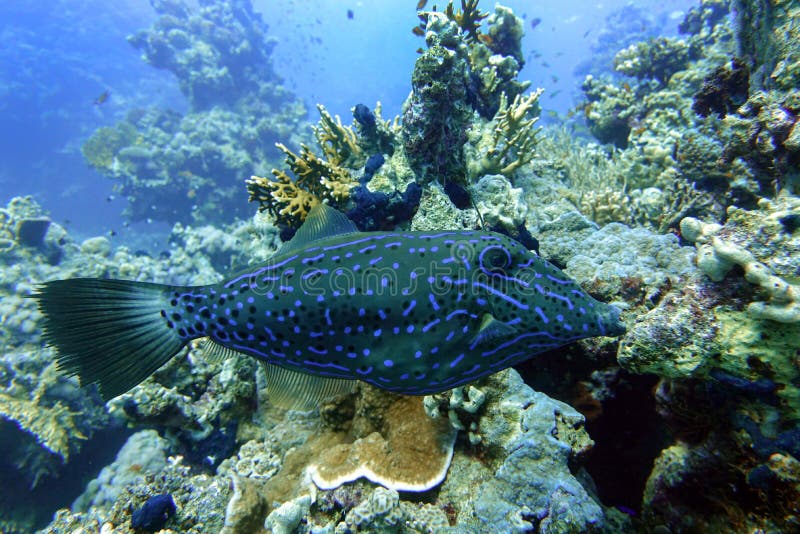 Scrawled Filefish on Coral Reef in Red Sea Stock Photo - Image of color ...