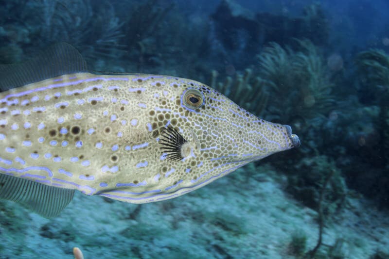 Scrawled Filefish - Cozumel, Mexico Stock Photo - Image of water, coral ...