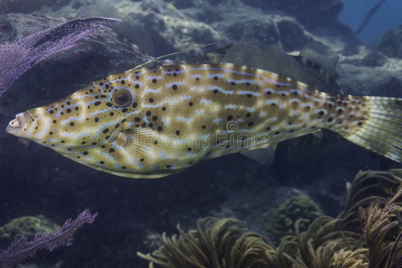 Scrawled Filefish stock image. Image of scrawled, filefish - 94780111