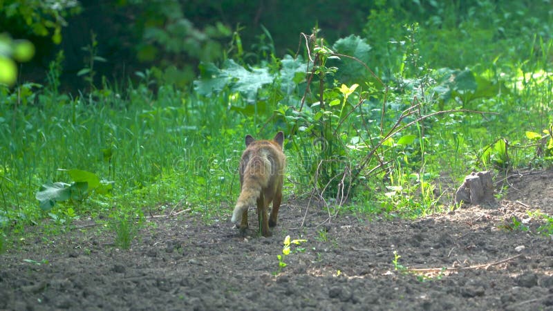 Scrawny Fox Marking Territory Stock Footage - Video of active, adorable ...