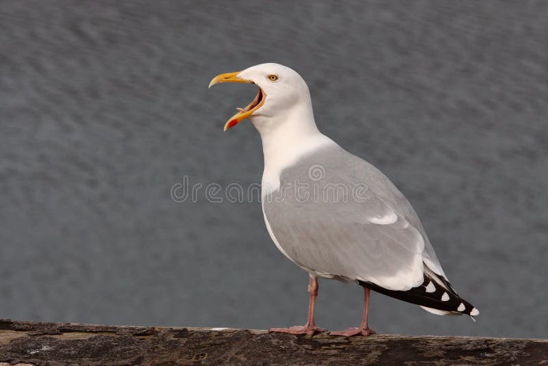 Scream stock photo. Image of talk, wild, seagull, scotland - 37446276