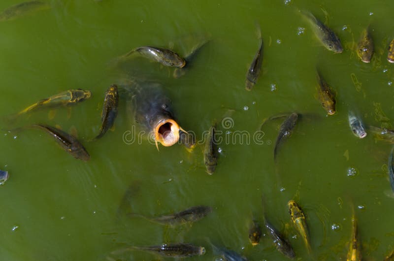 Scream of fish stock photo. Image of yell, fish, mouth - 26860224