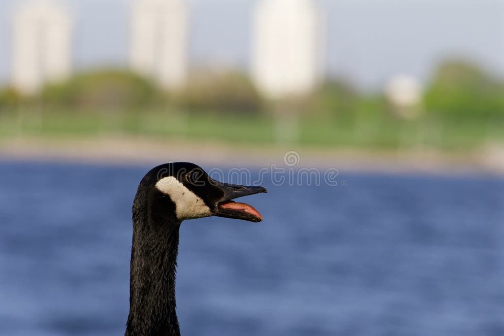 Scream of a goose stock photo. Image of portrait, black - 55567828
