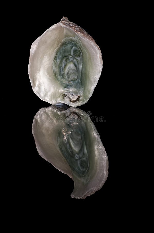 Scream of the sea stock photo. Image of reflection, nightmare - 46809990