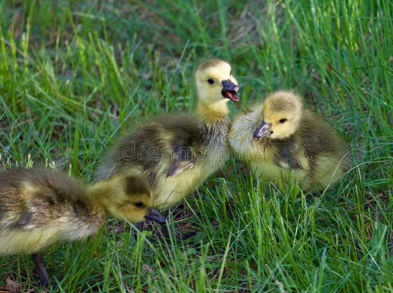 Scream of a goose stock photo. Image of portrait, black - 55567828