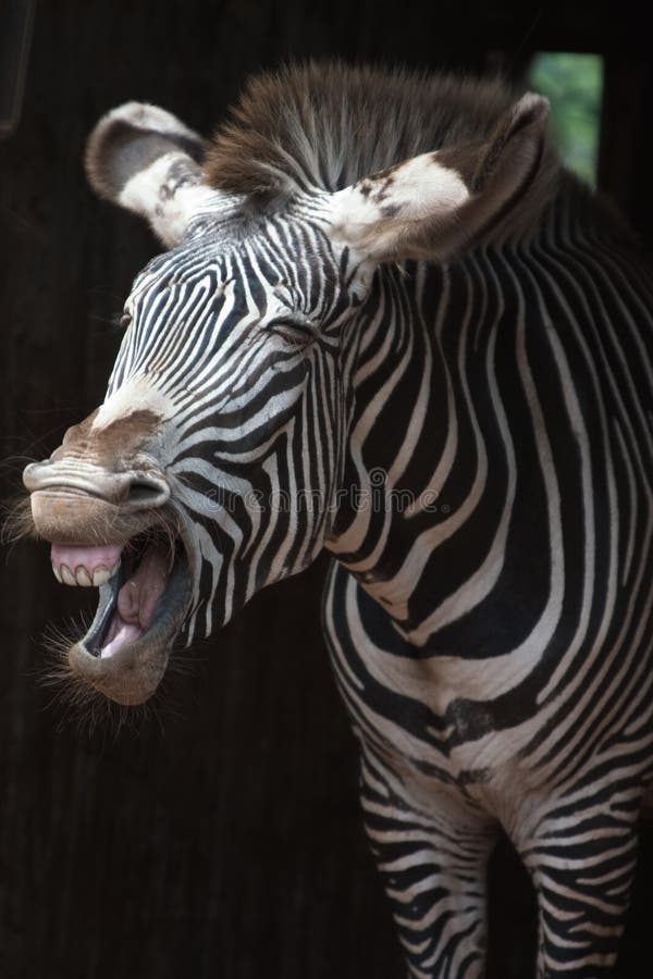 The scream of a zebra stock photo. Image of wild, yawning - 2694456