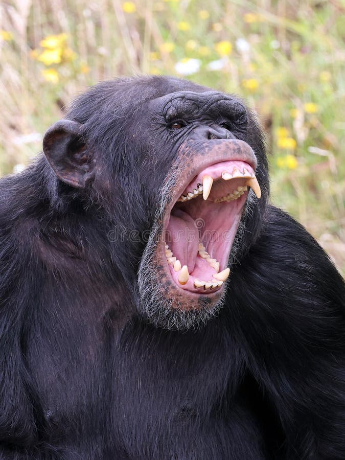 Chimp Screaming Stock Photos - Free & Royalty-Free Stock Photos from ...