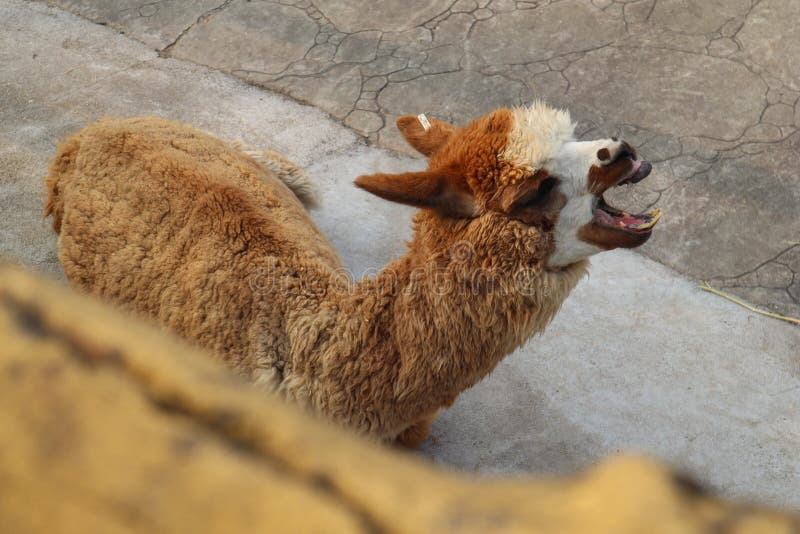 Screaming alpacas stock image. Image of rodent, sheep - 251533047