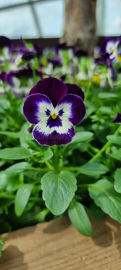 Screaming Angry Purple Flowers Stock Photo - Image of screaming ...