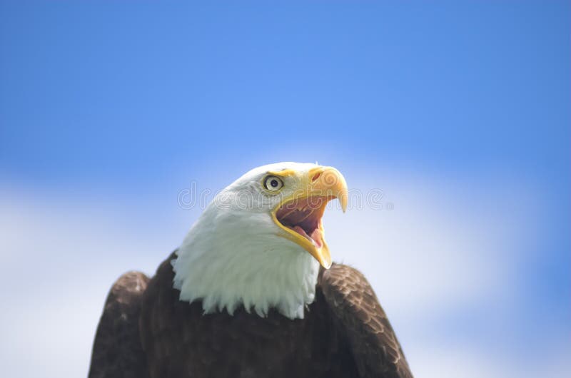 Screaming Bald Eagle stock photo. Image of symbol, nature - 8252062
