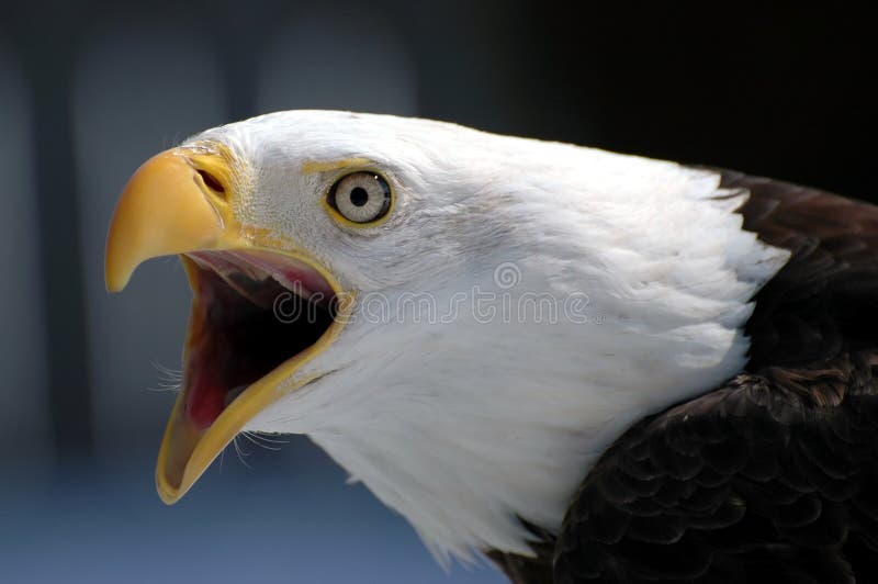 560 Screaming Eagle Stock Photos - Free & Royalty-Free Stock Photos ...
