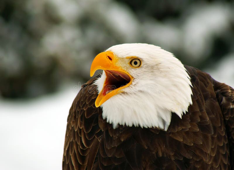 Angry Bald Eagle (Haliaeetus; Leucocephalus) Stock Photo - Image of ...