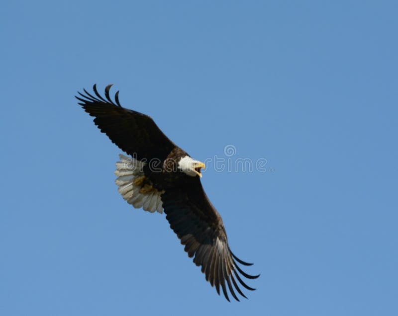Screaming Bald Eagle in Rapid Flight Stock Photo - Image of vocalizing ...