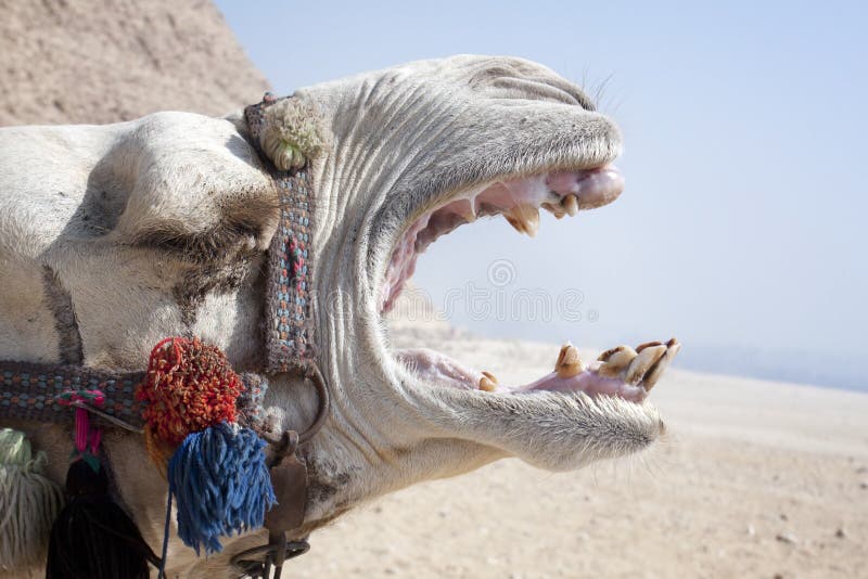 Screaming Camel stock photo. Image of open, mouth, trapped - 17112716