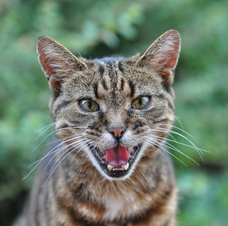 Screaming Cat stock image. Image of portrait, hunger - 26235315
